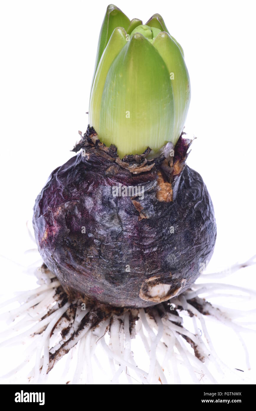 Closeup of hyacinth bulb isolated on white background Stock Photo - Alamy