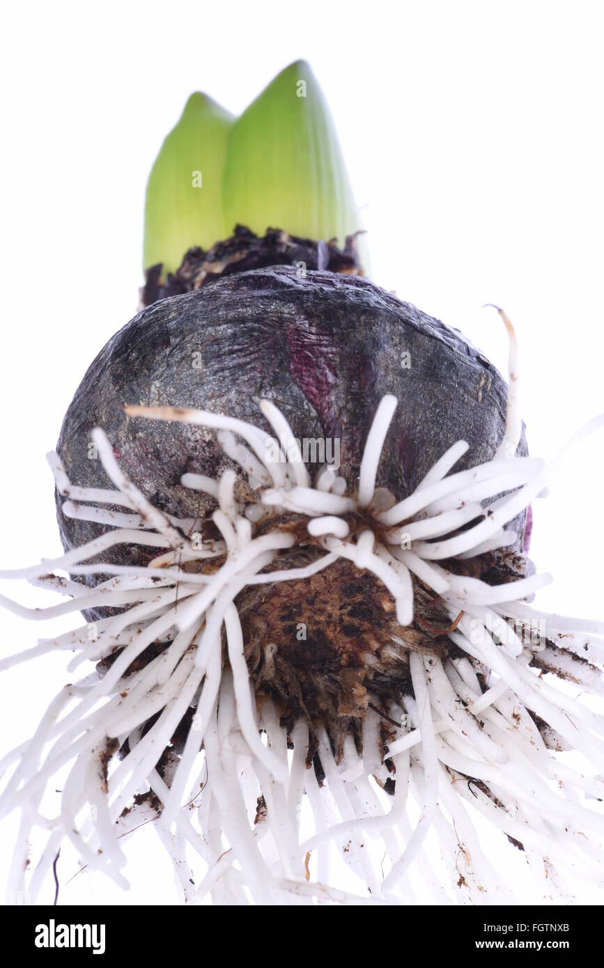 Closeup of hyacinth bulb isolated on white background Stock Photo - Alamy
