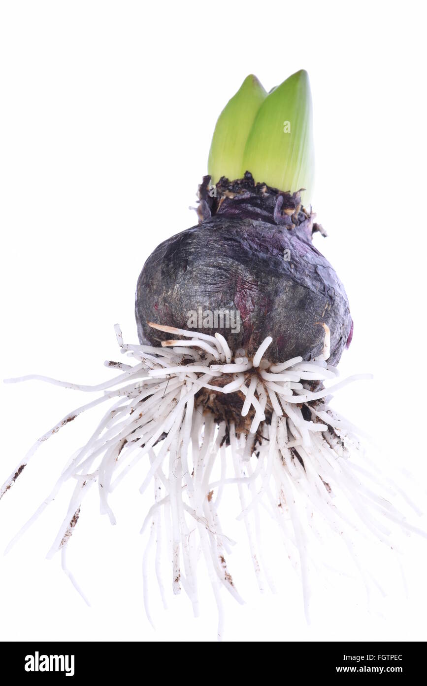 Closeup of hyacinth bulb isolated on white background Stock Photo - Alamy