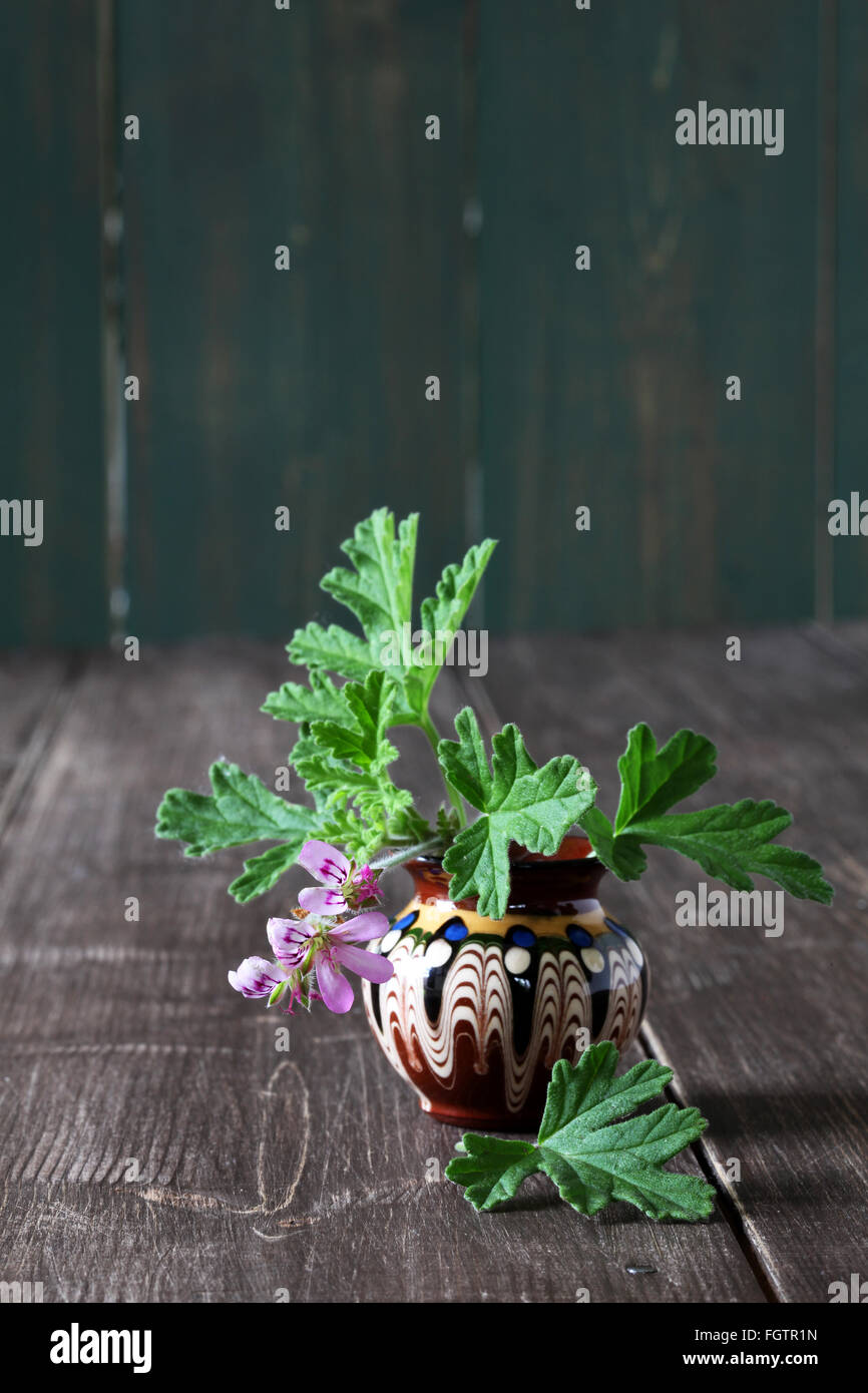 geranium leafs herb edible flower Stock Photo - Alamy