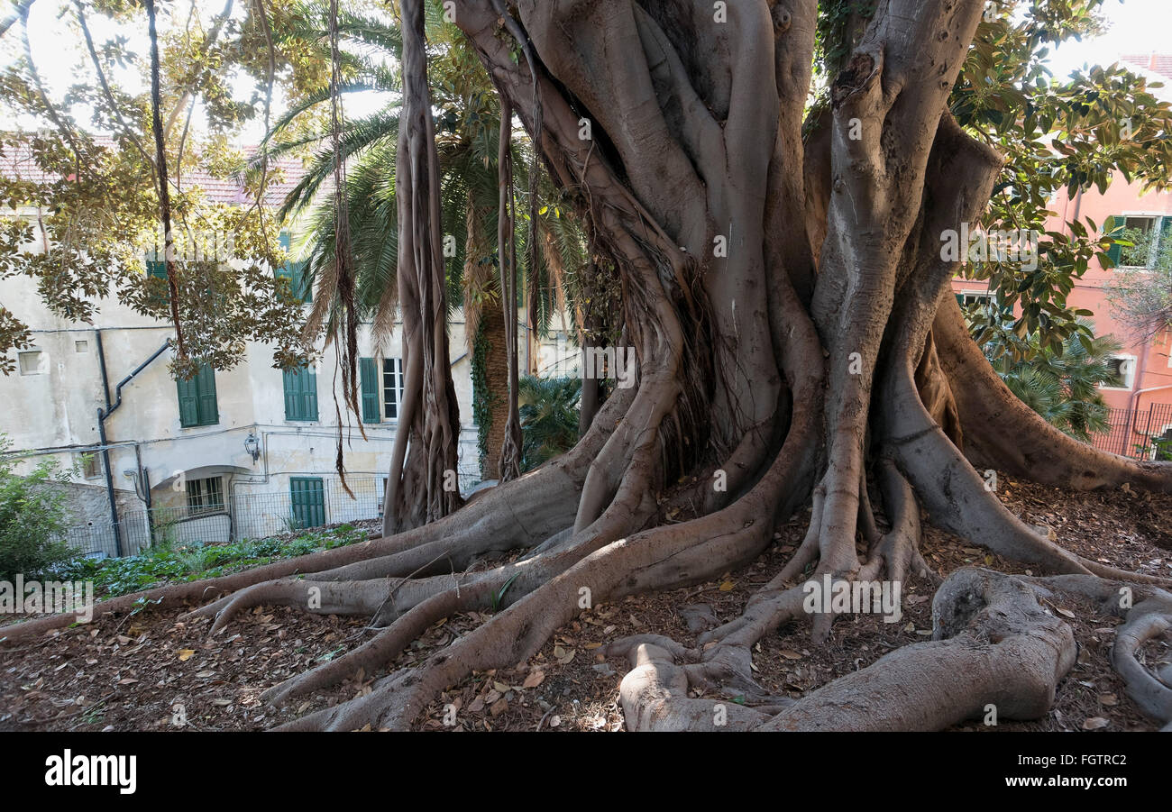 old fig tree in Old Town La Pigna, Sanremo, Riviera, Liguria, Italy ...