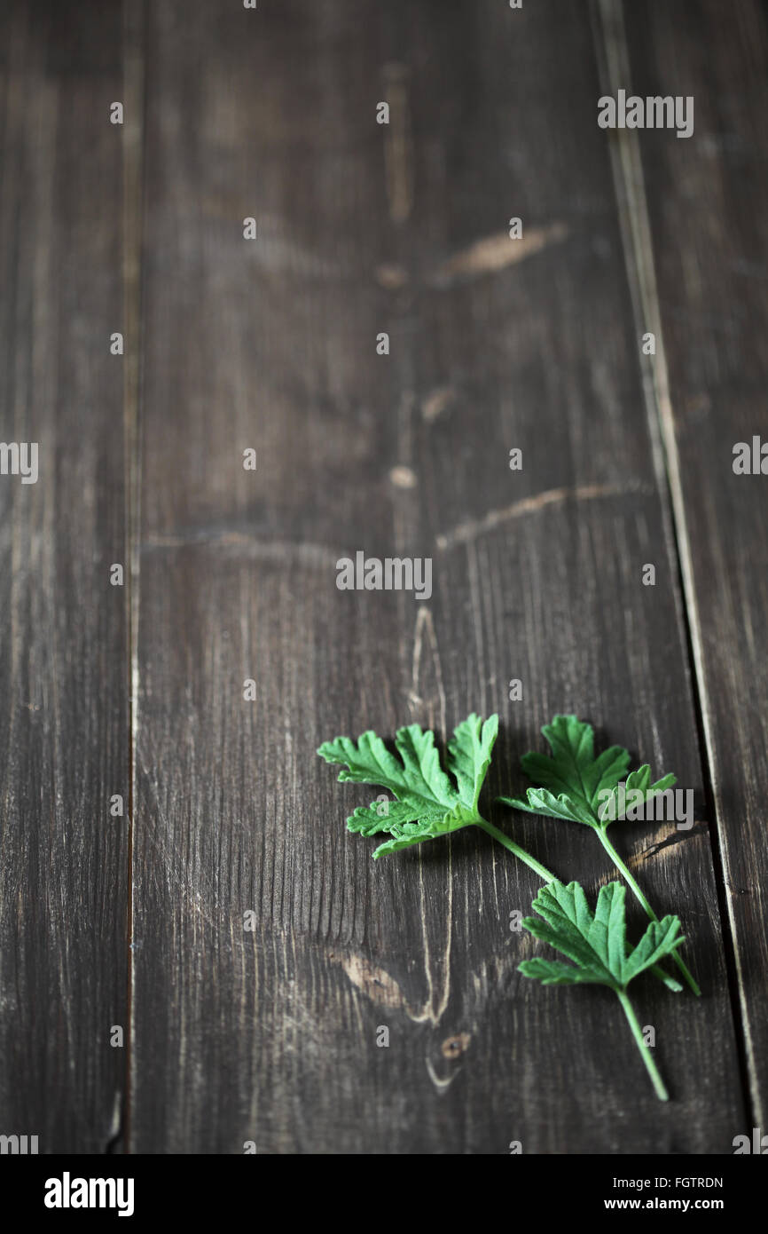 geranium leafs herb edible flower Stock Photo - Alamy