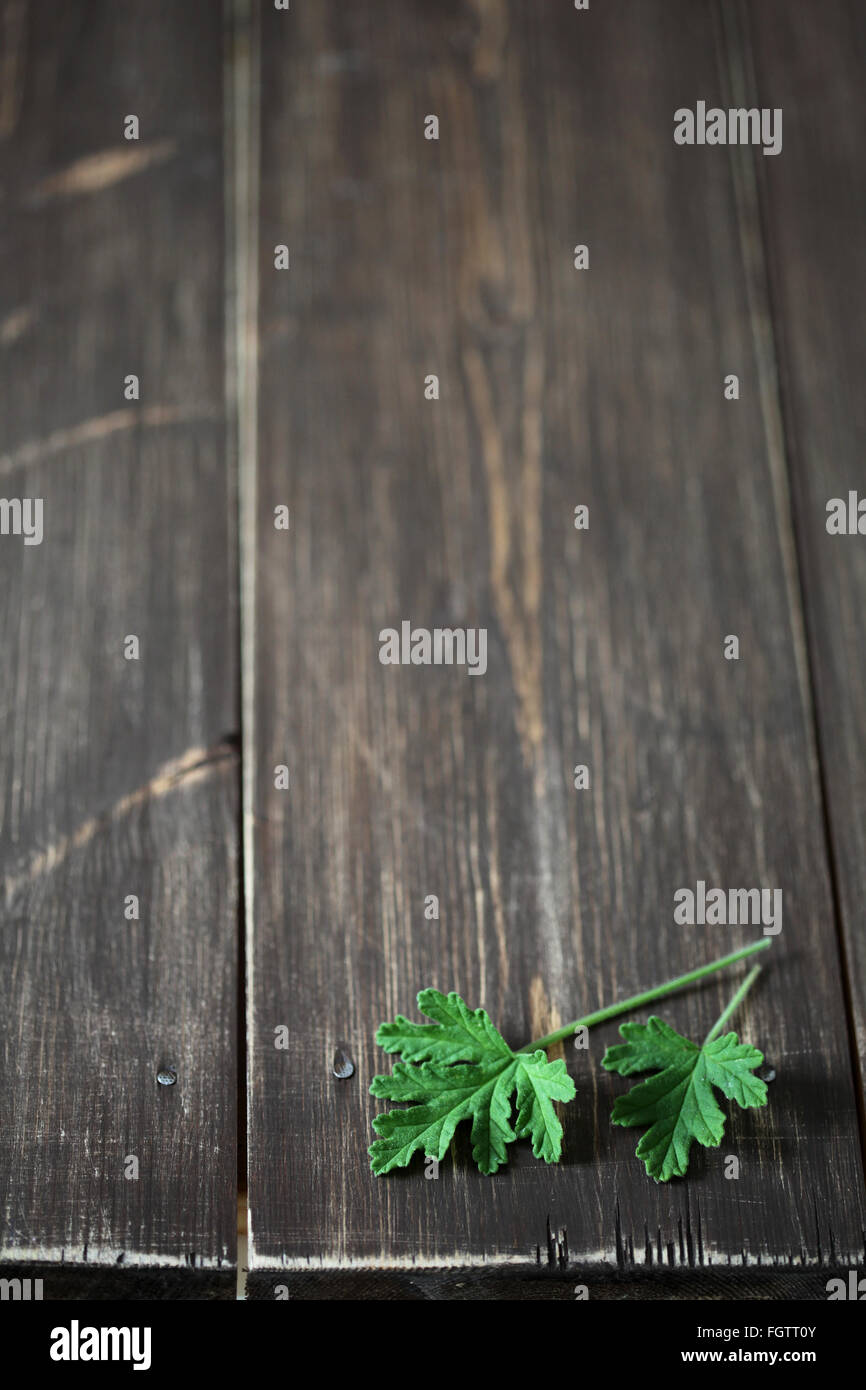 geranium leafs herb edible flower Stock Photo - Alamy