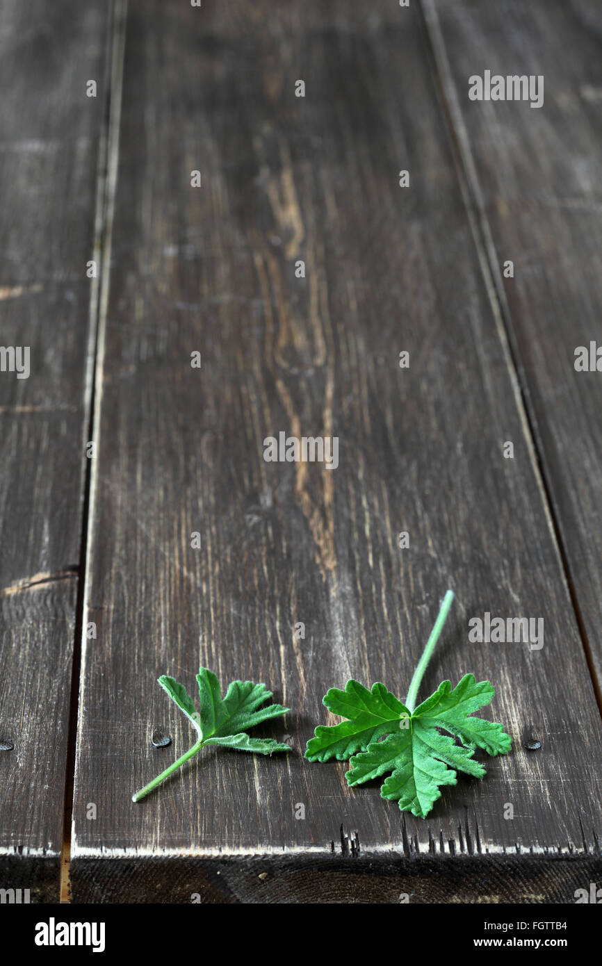 geranium leafs herb edible flower Stock Photo - Alamy