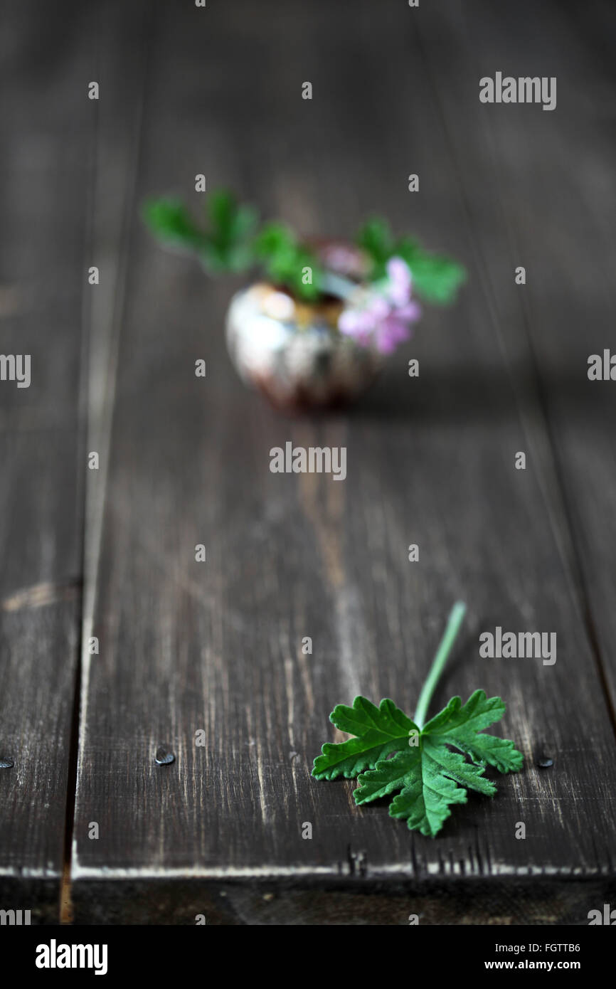 geranium leafs herb edible flower Stock Photo - Alamy