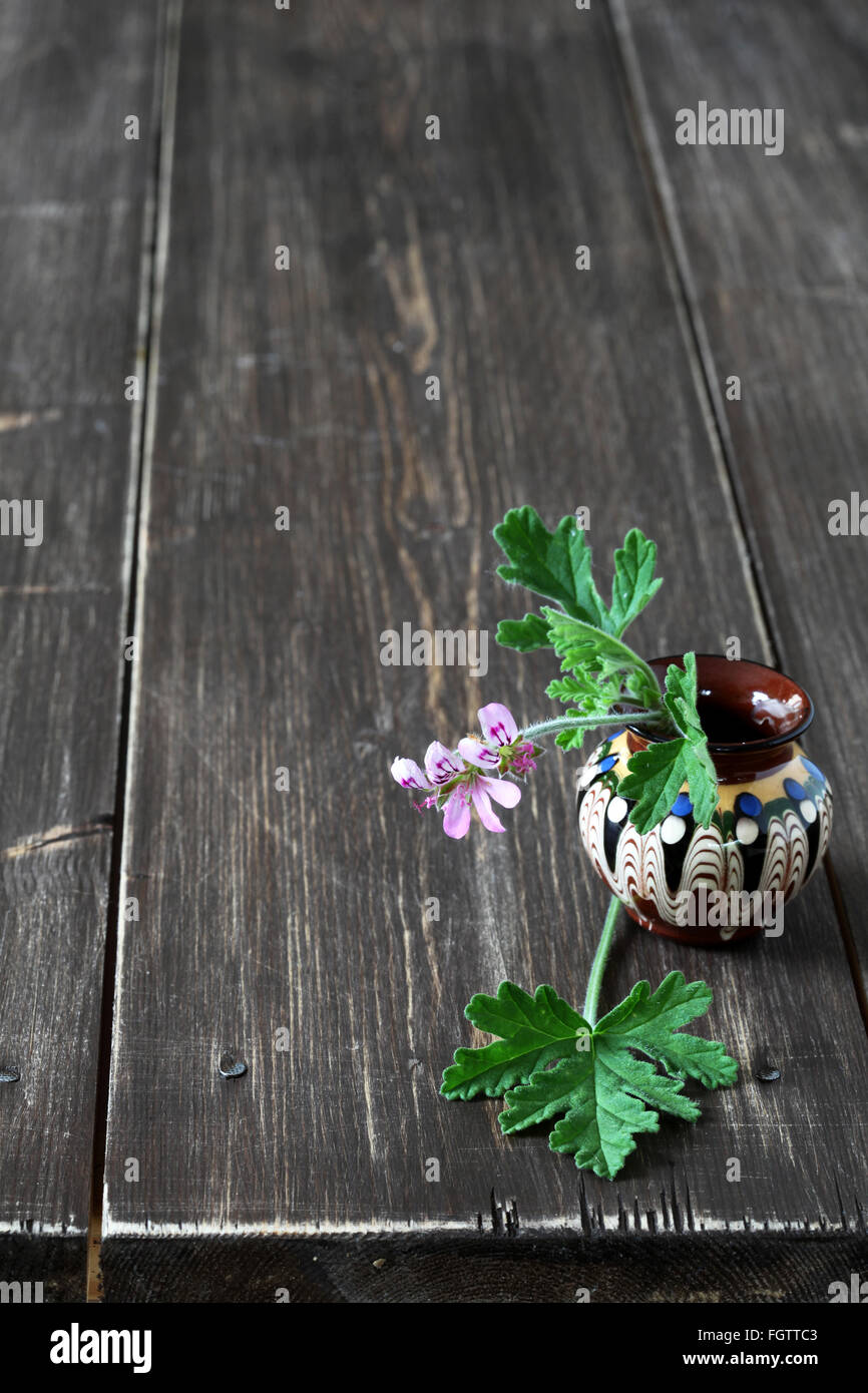 geranium leafs herb edible flower Stock Photo - Alamy