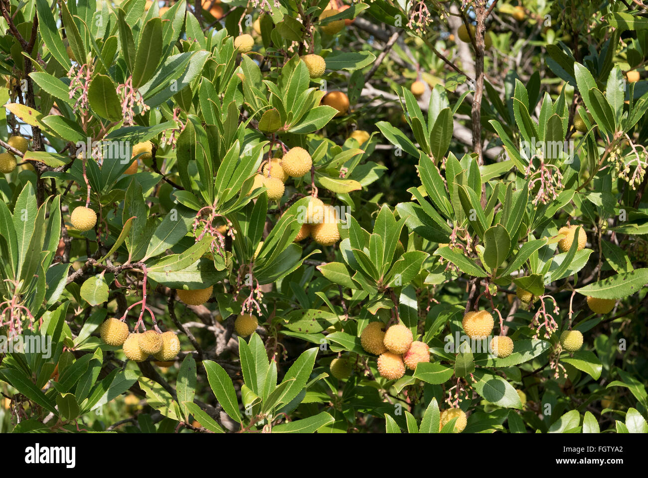 Laurel berries, Macchia, Peninsula Le Dramont, Agay, Saint-Raphaël, Dep ...