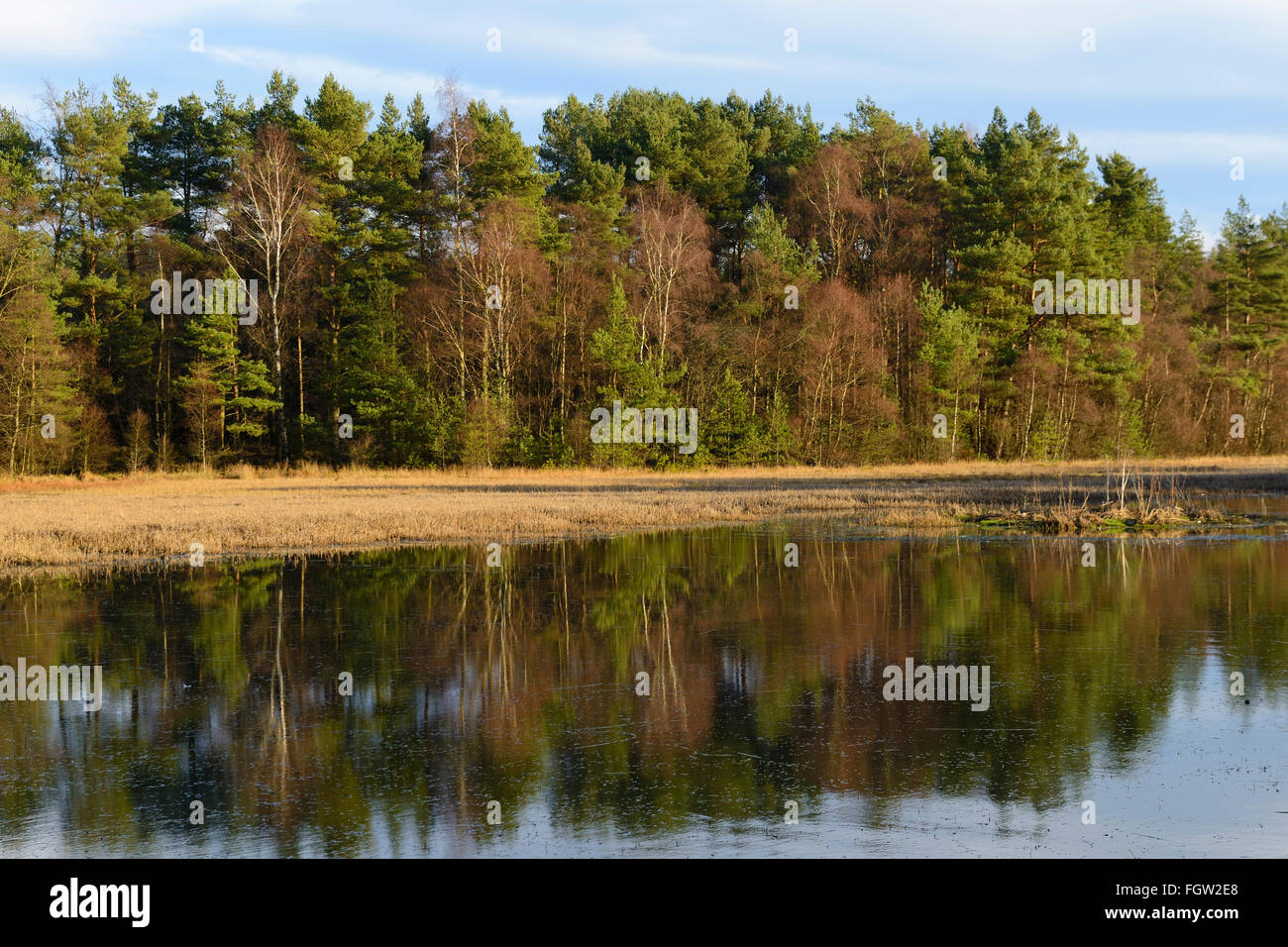 Keir Dam Loch surrounded by Scots Pine at Devilla Forest, Fife ...