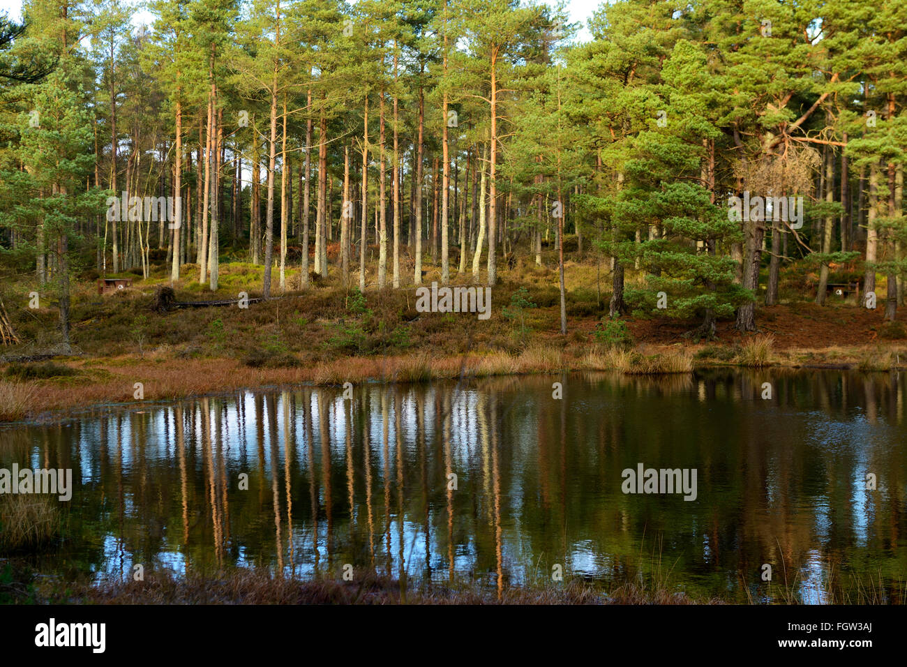 Bordie Loch surrounded by Scots Pine at Devilla Forest, Fife, Scotland ...
