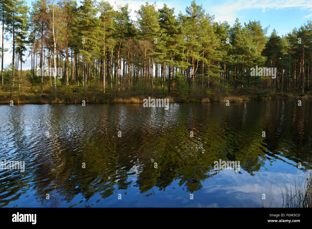 Bordie Loch surrounded by Scots Pine at Devilla Forest, Fife, Scotland ...