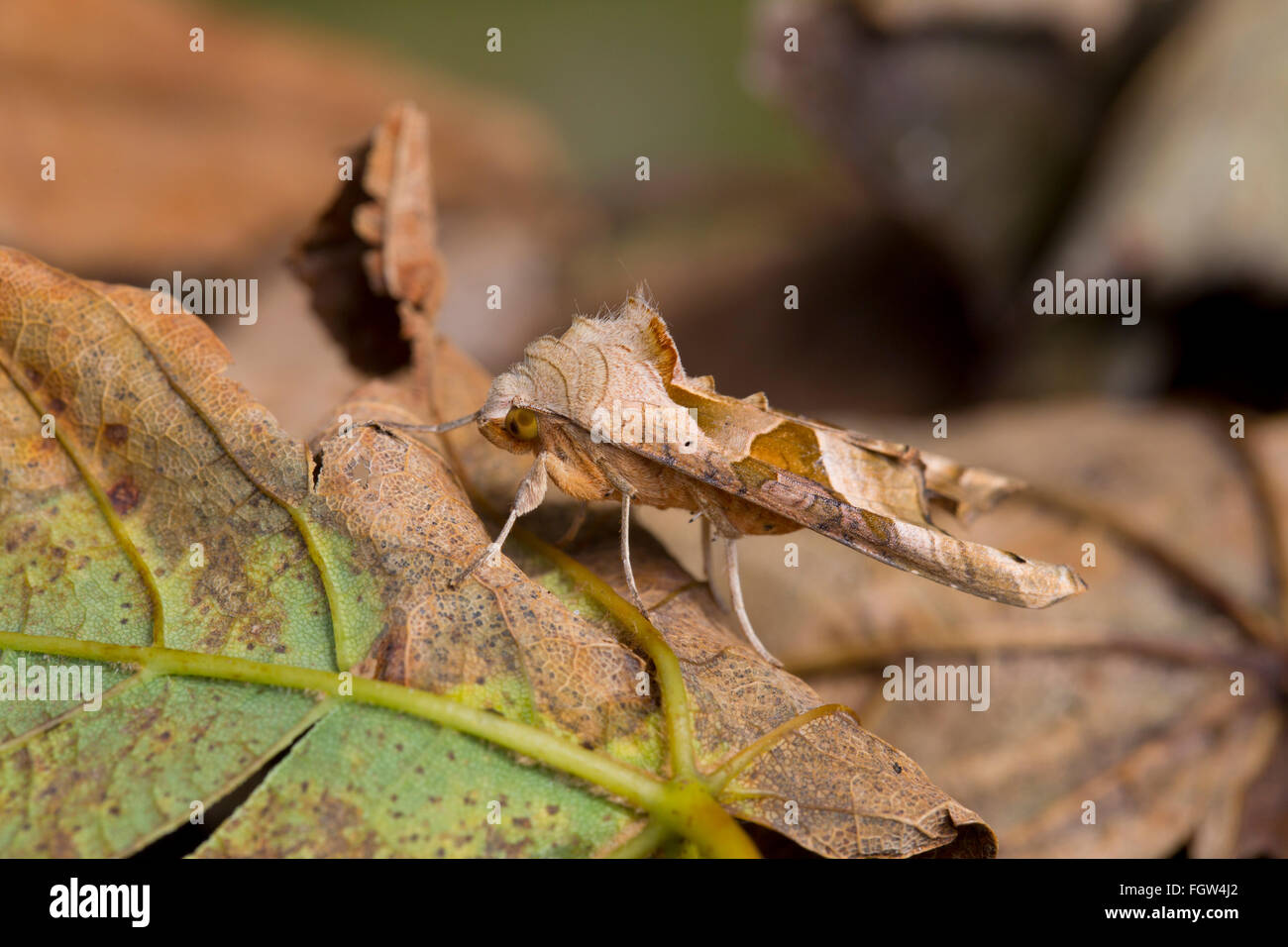 Angle shades moth hi-res stock photography and images - Alamy