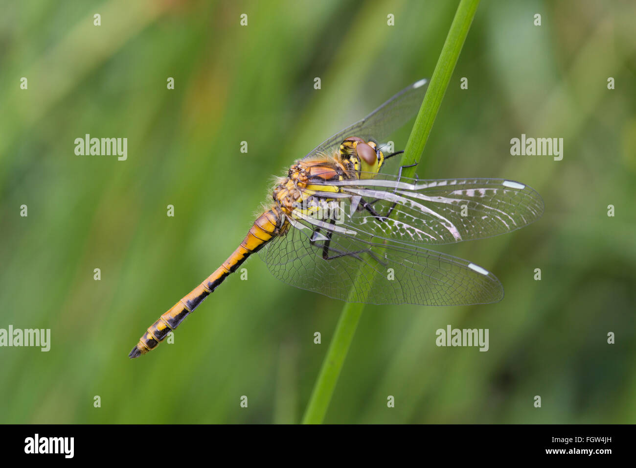 Black Darter Dragonfly; Sympetrum danae Single Immature Male Cornwall ...