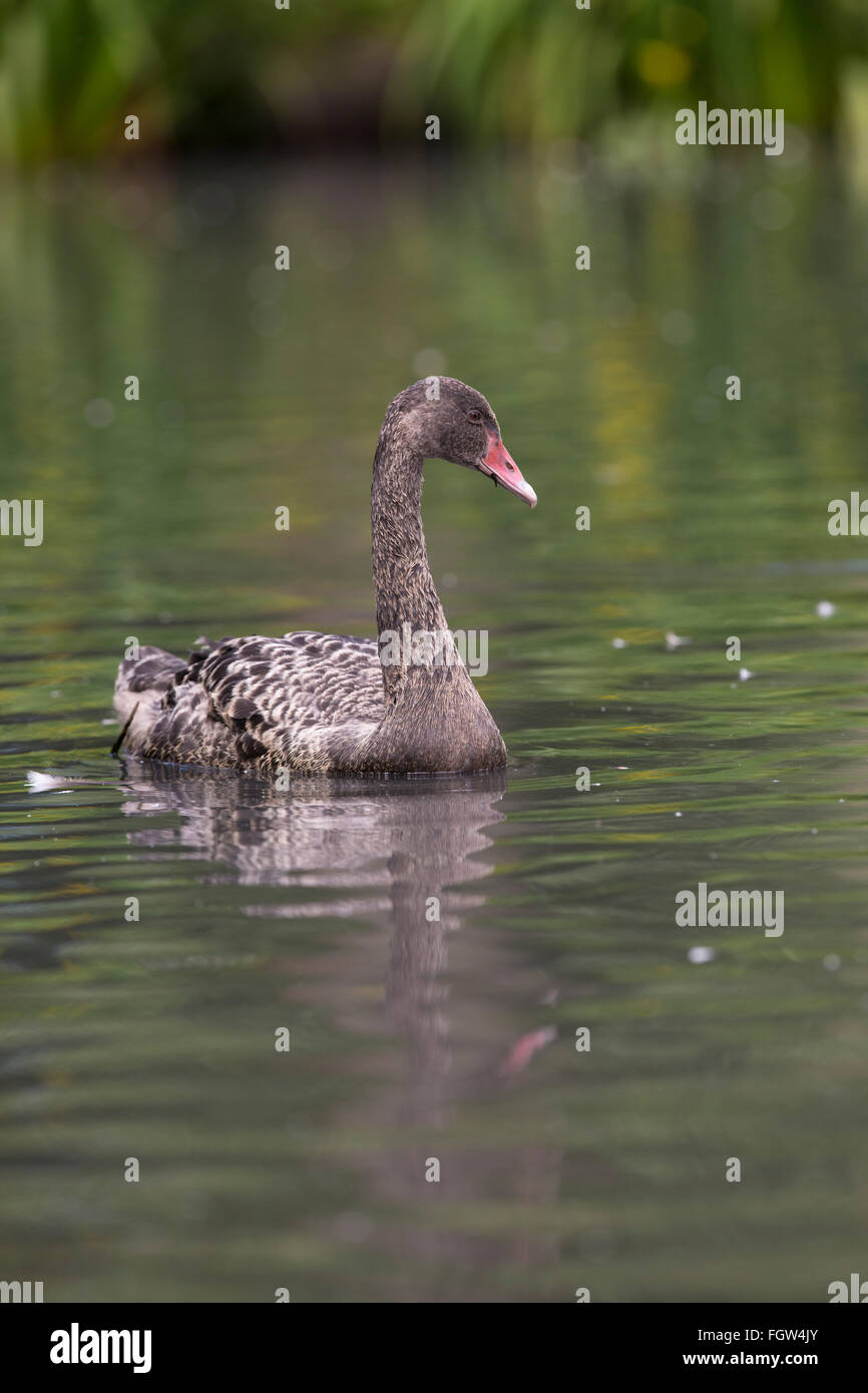 Cygnet hi-res stock photography and images - Alamy