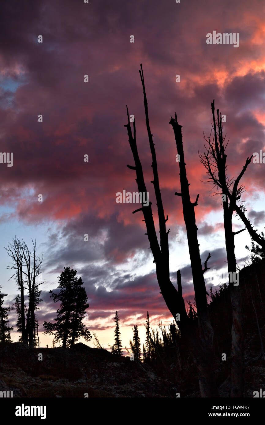 Fire damaged trees hi-res stock photography and images - Alamy