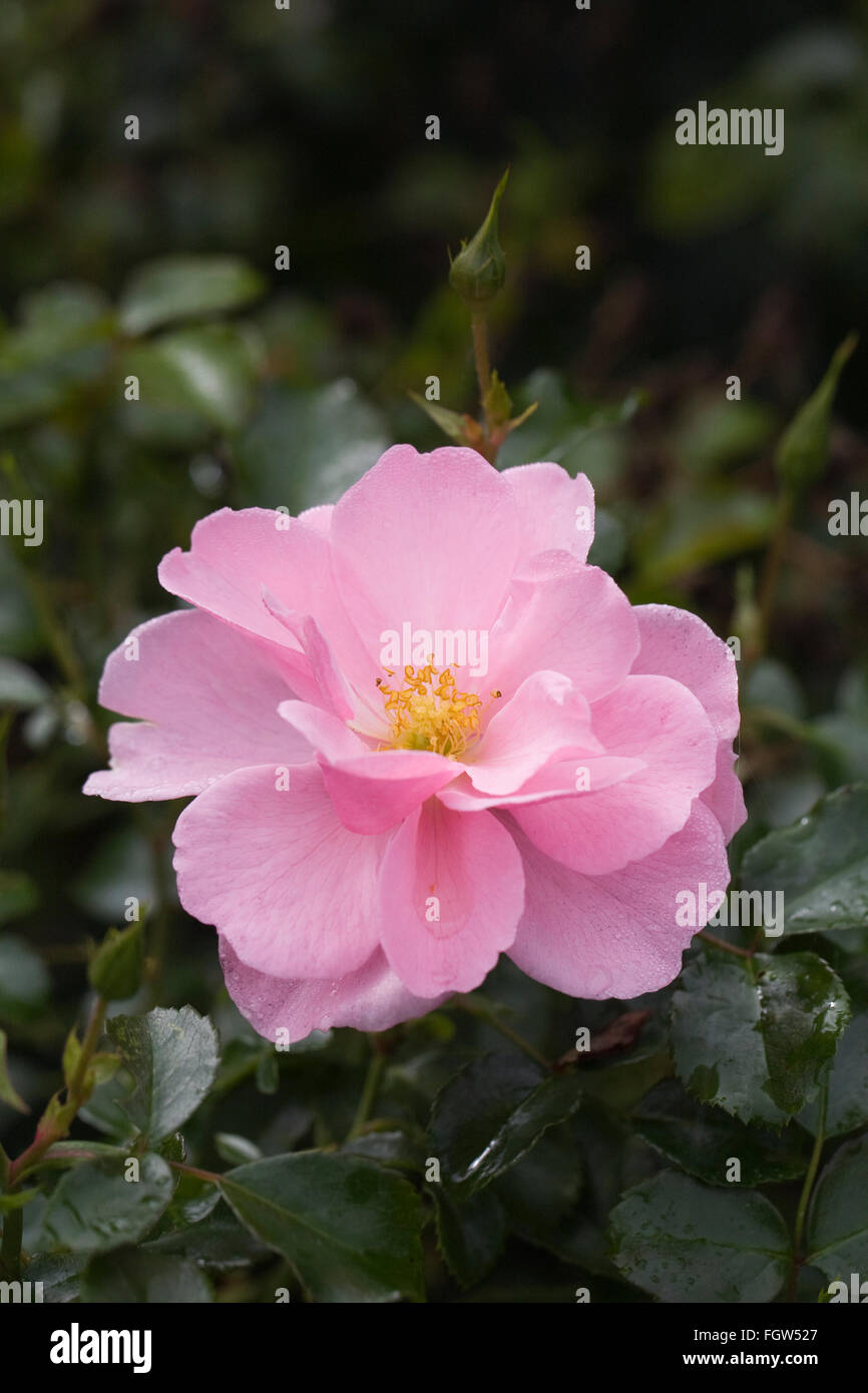 Rosa 'Queen Mother' Stock Photo - Alamy