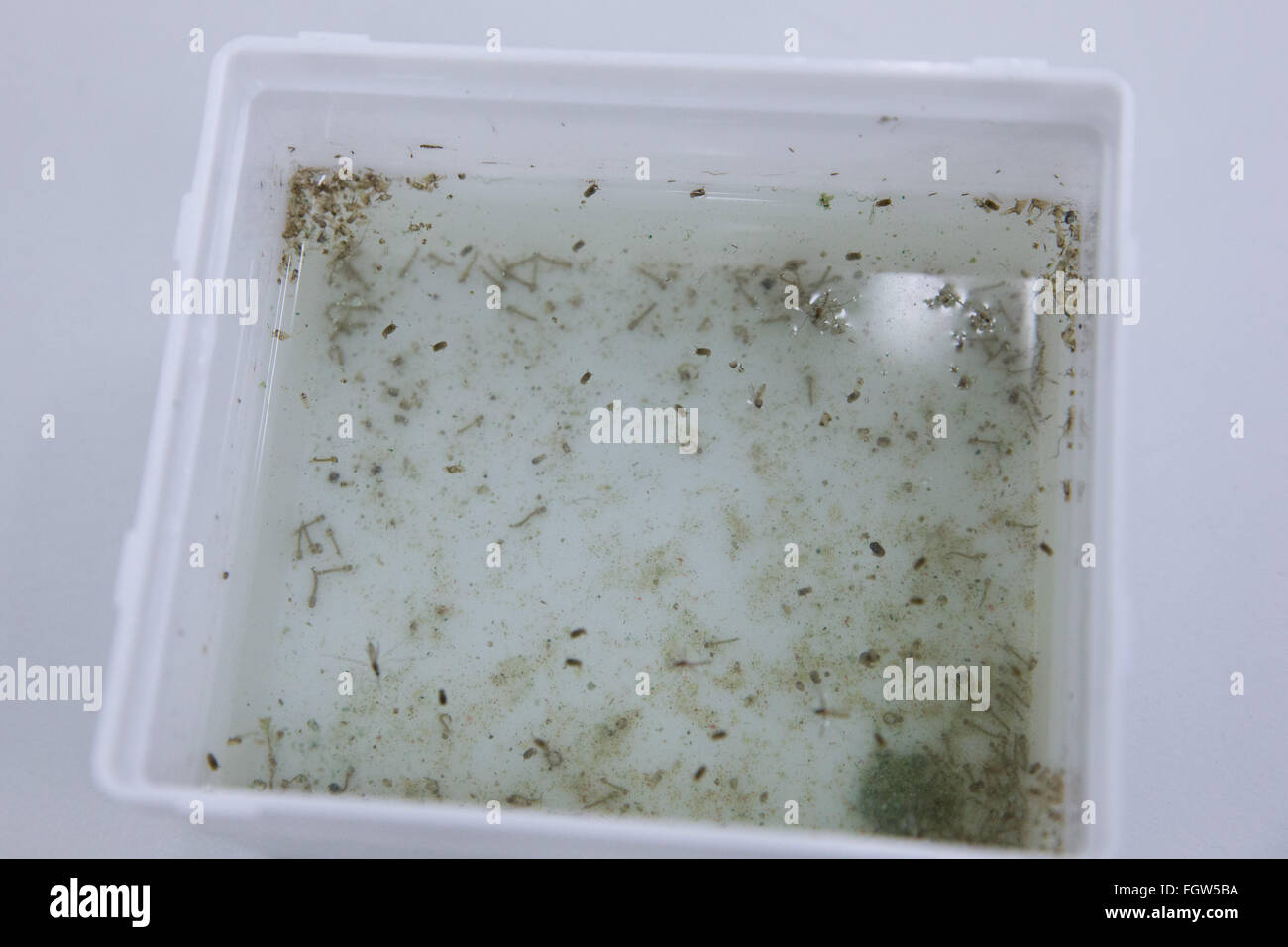 Pupae and larvae of a common mosquito swim in a water-filled container ...