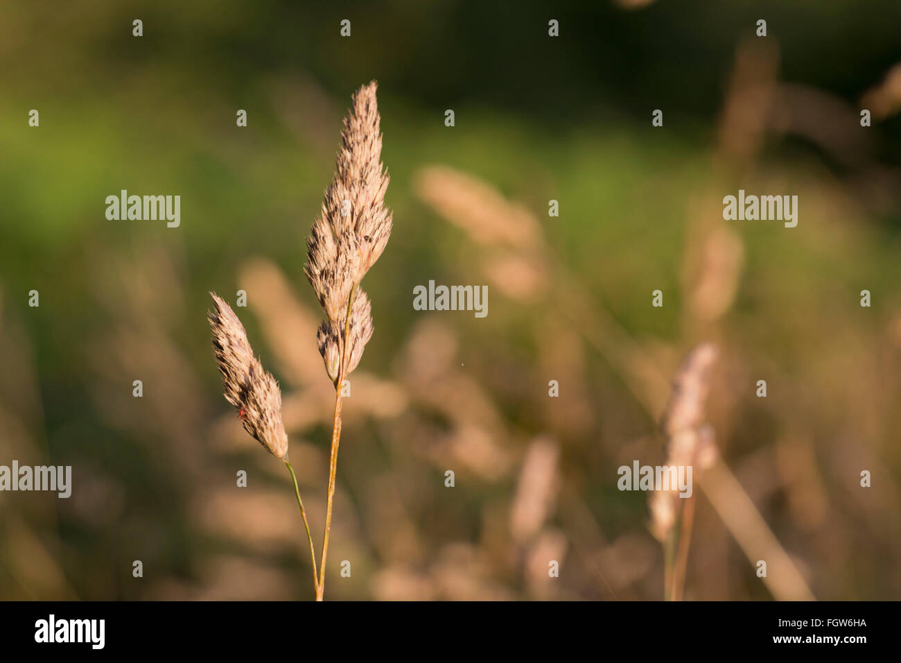 Cocksfoot Grass High Resolution Stock Photography and Images - Alamy