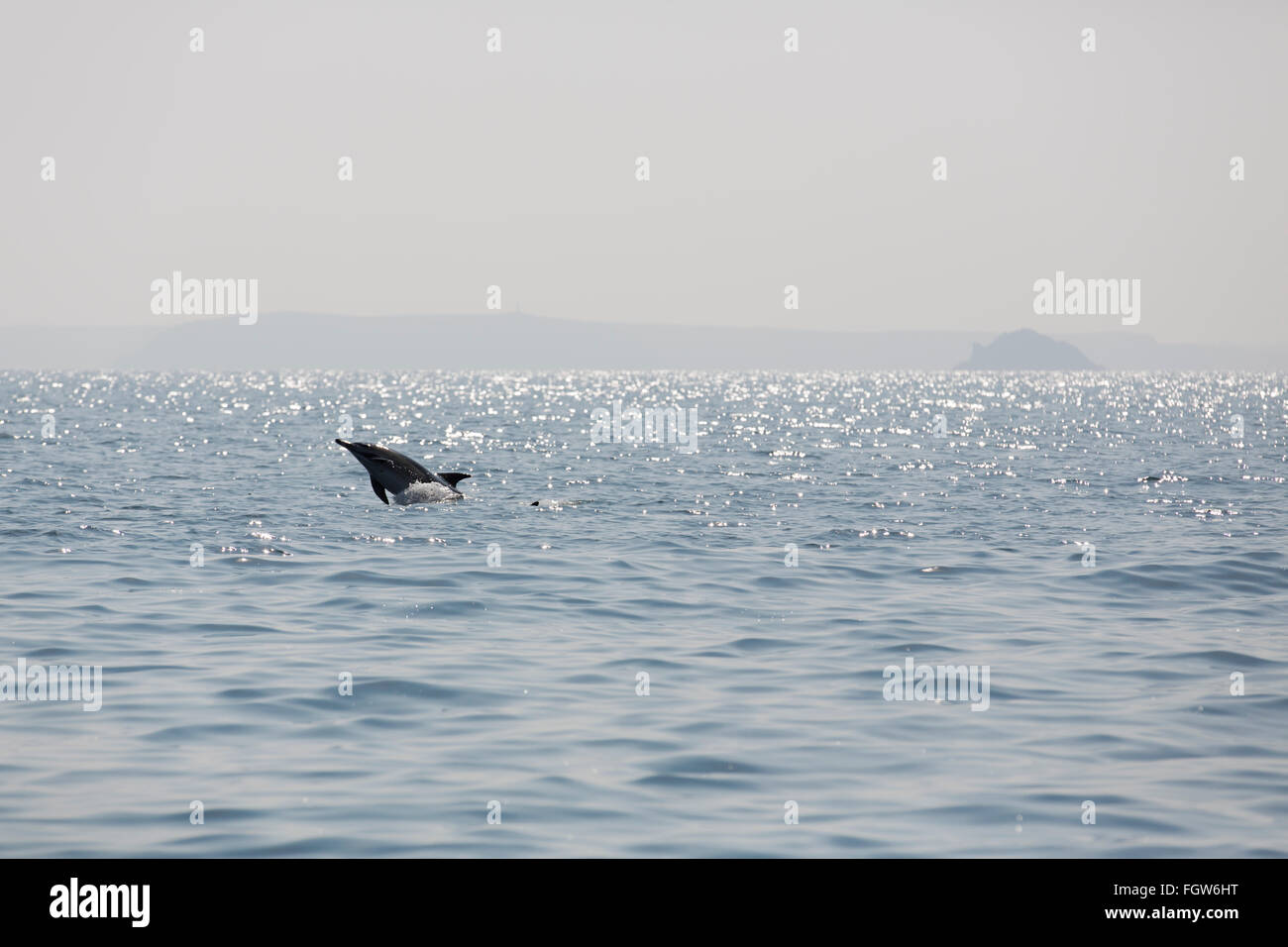Common Dolphin; Delphinus delphis Single Swimming near St Michael's ...