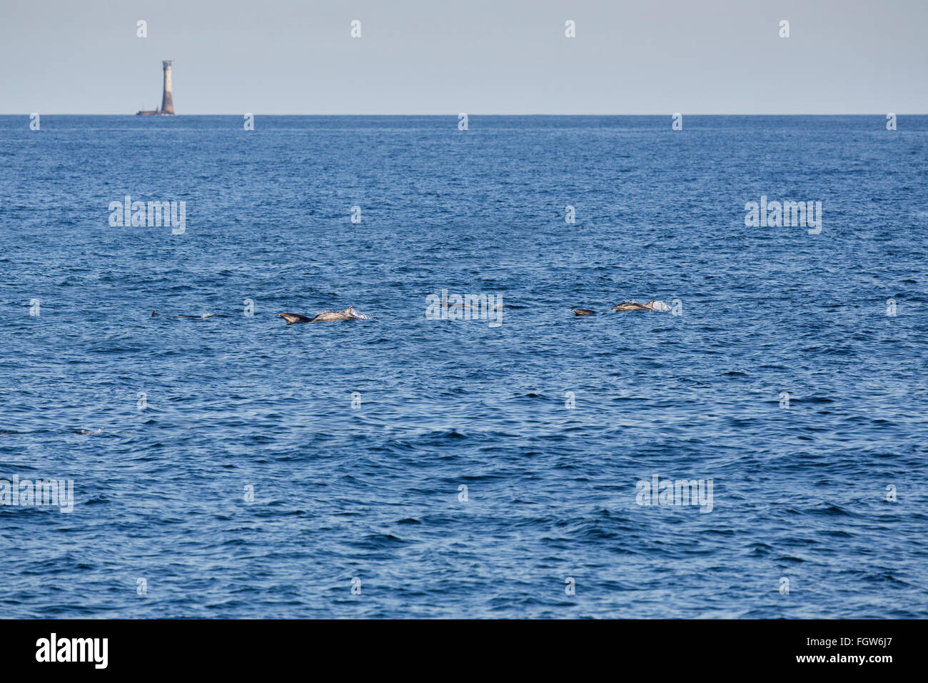 Dolphin pod hi-res stock photography and images - Alamy