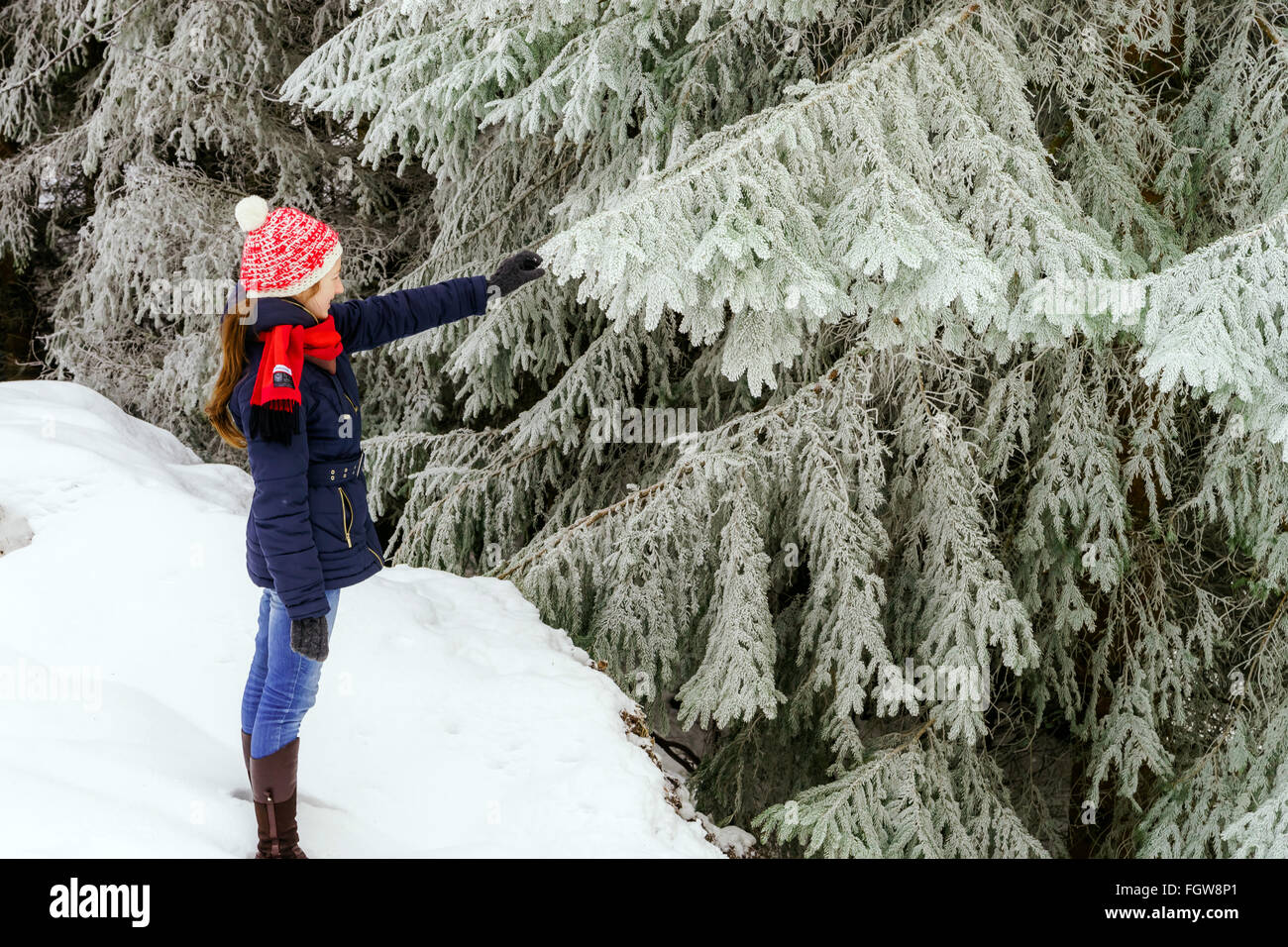Beautiful snow-covered fir trees in winter forest, french mountains ...