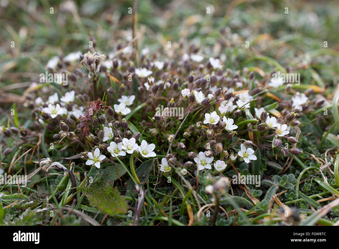 Spring sandwort hi-res stock photography and images - Alamy