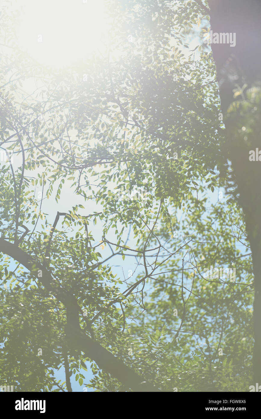 green tree brances Stock Photo - Alamy