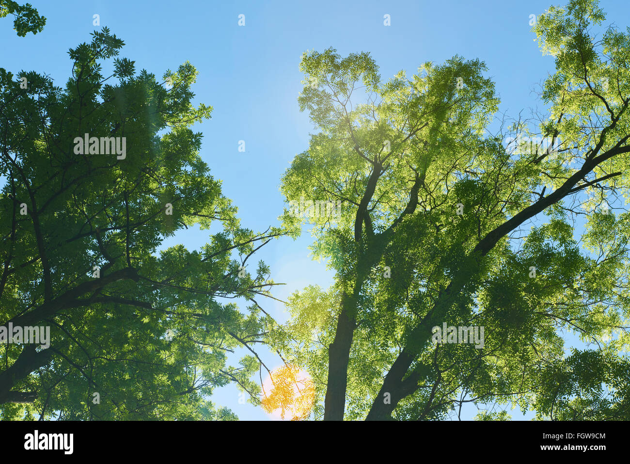 green tree brances Stock Photo - Alamy