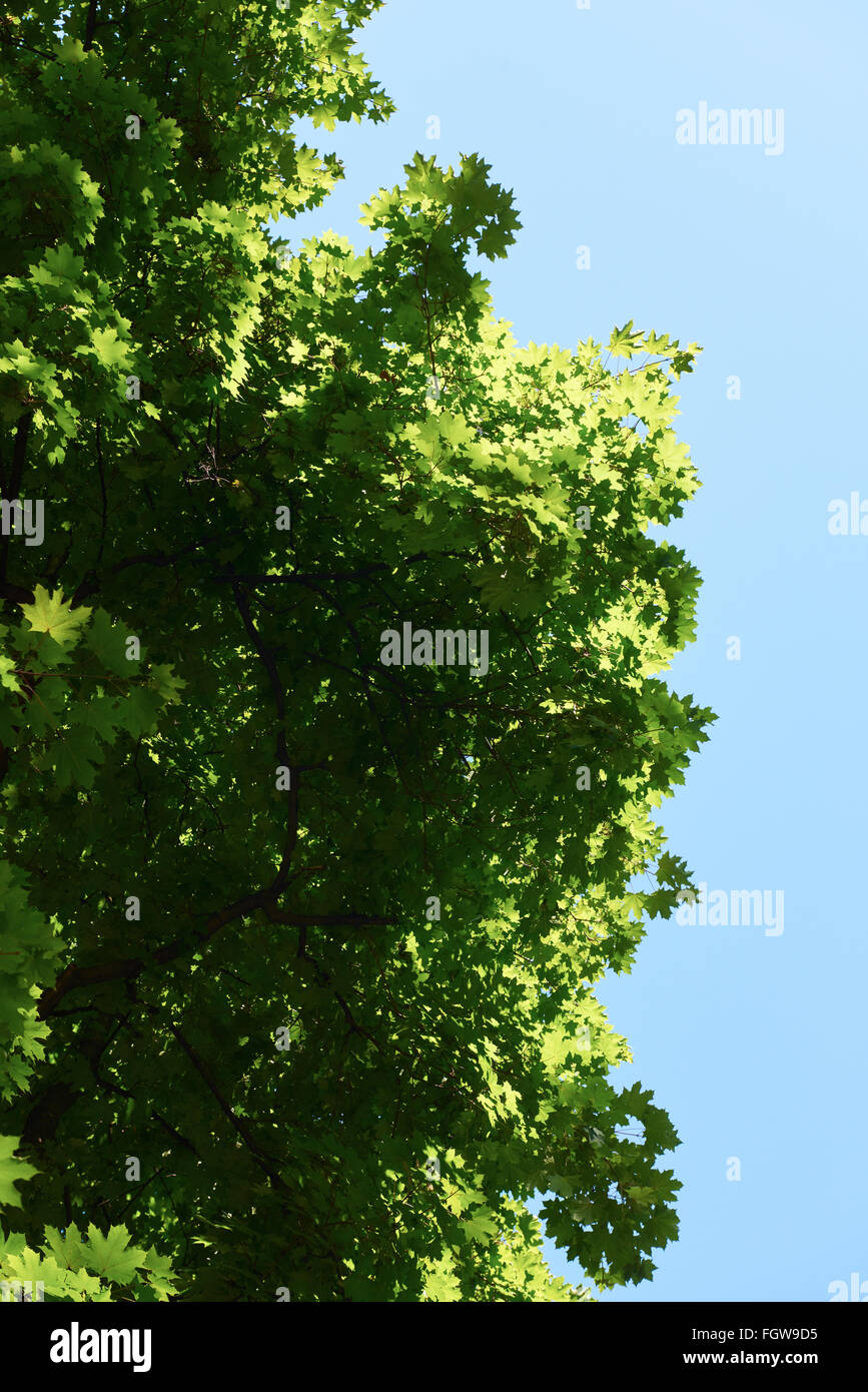 green tree brances Stock Photo - Alamy