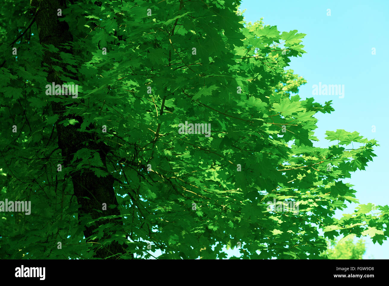 green tree brances Stock Photo - Alamy
