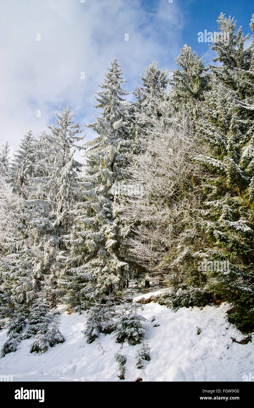 Beautiful snow-covered fir trees in winter forest, french mountains ...