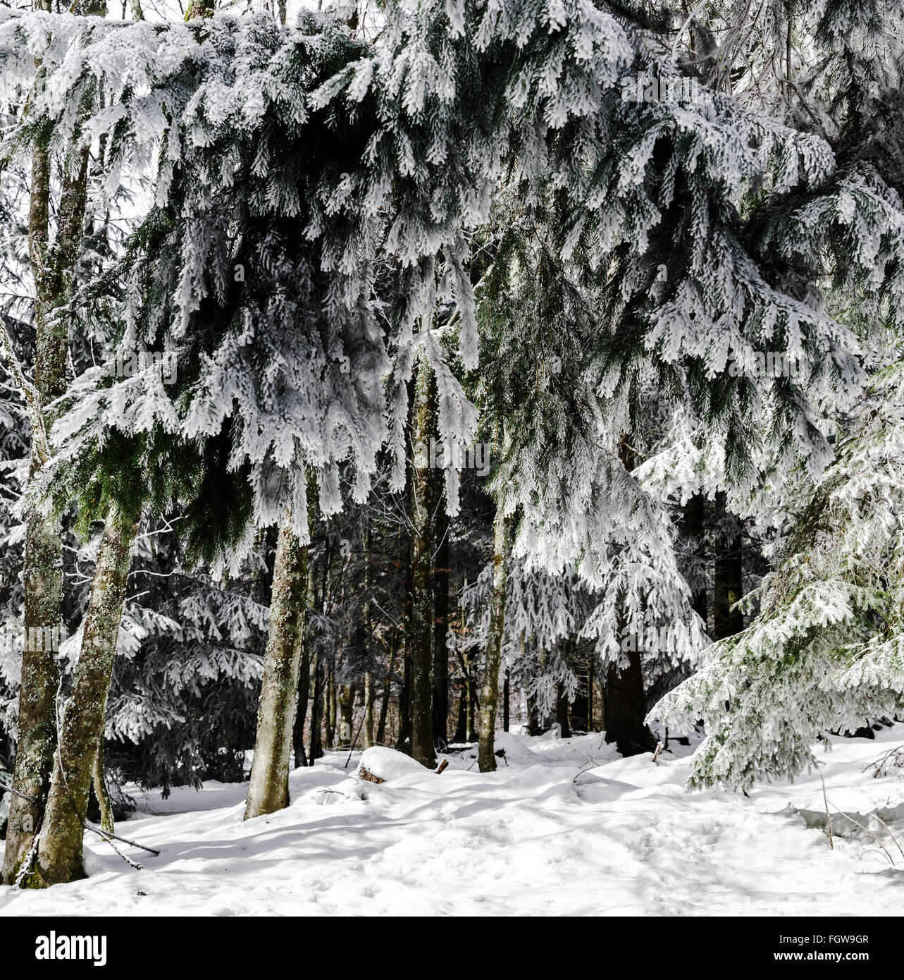 Beautiful snow-covered fir trees in winter forest, french mountains ...