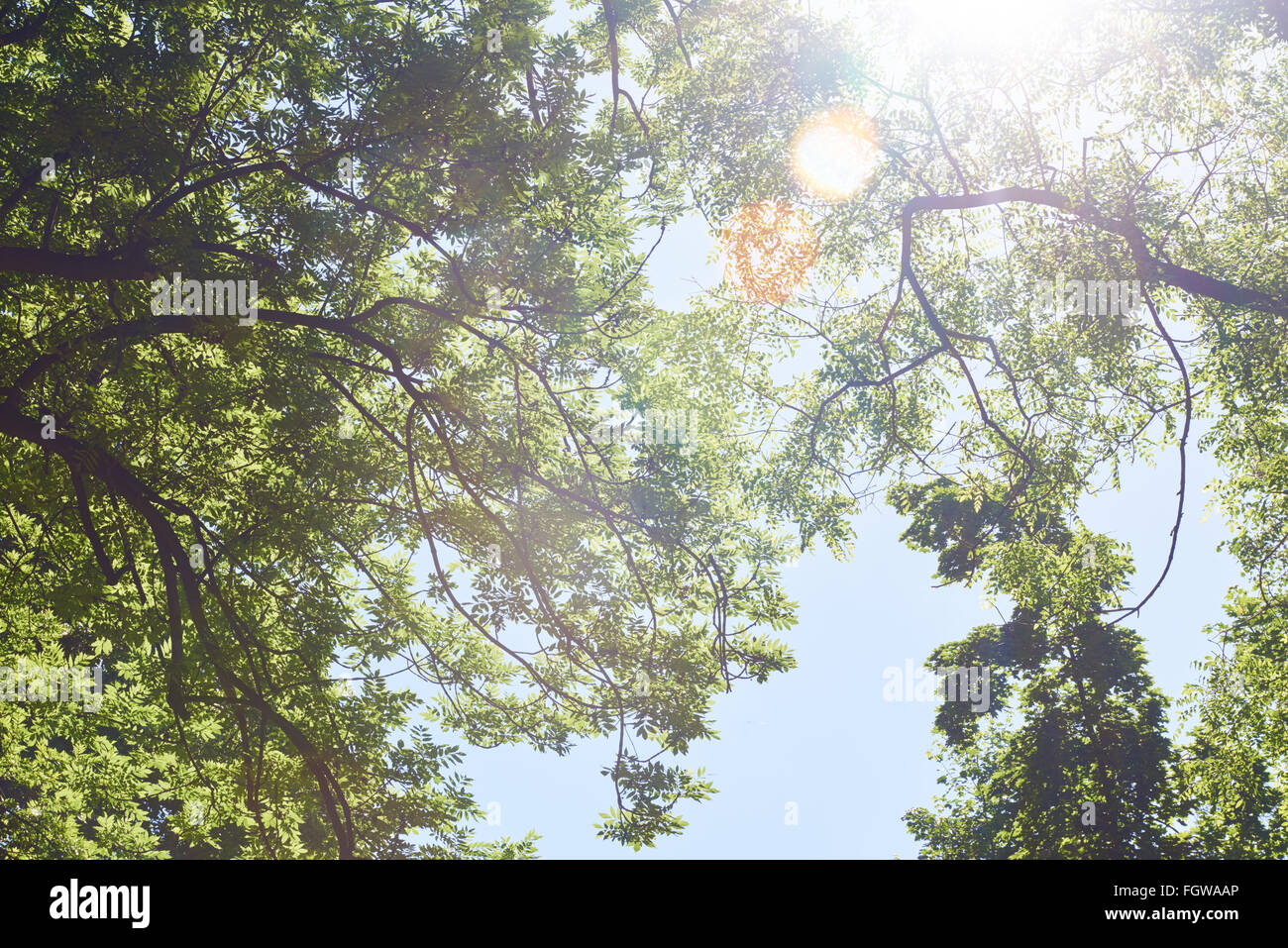 green tree brances Stock Photo - Alamy