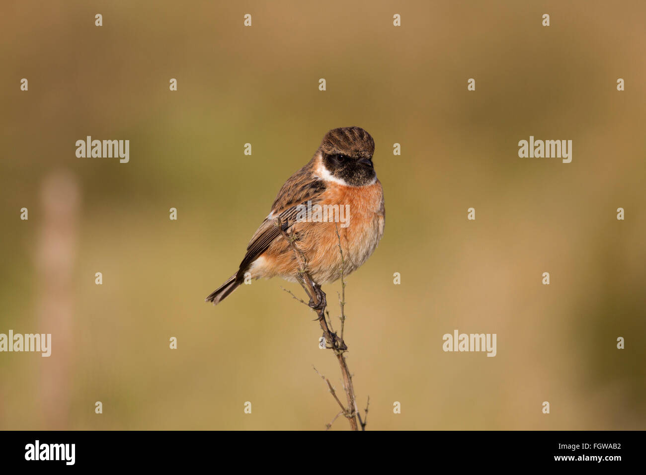 Stonechat; Saxicola torquata Single Male Winter Plumage Cornwall; UK ...