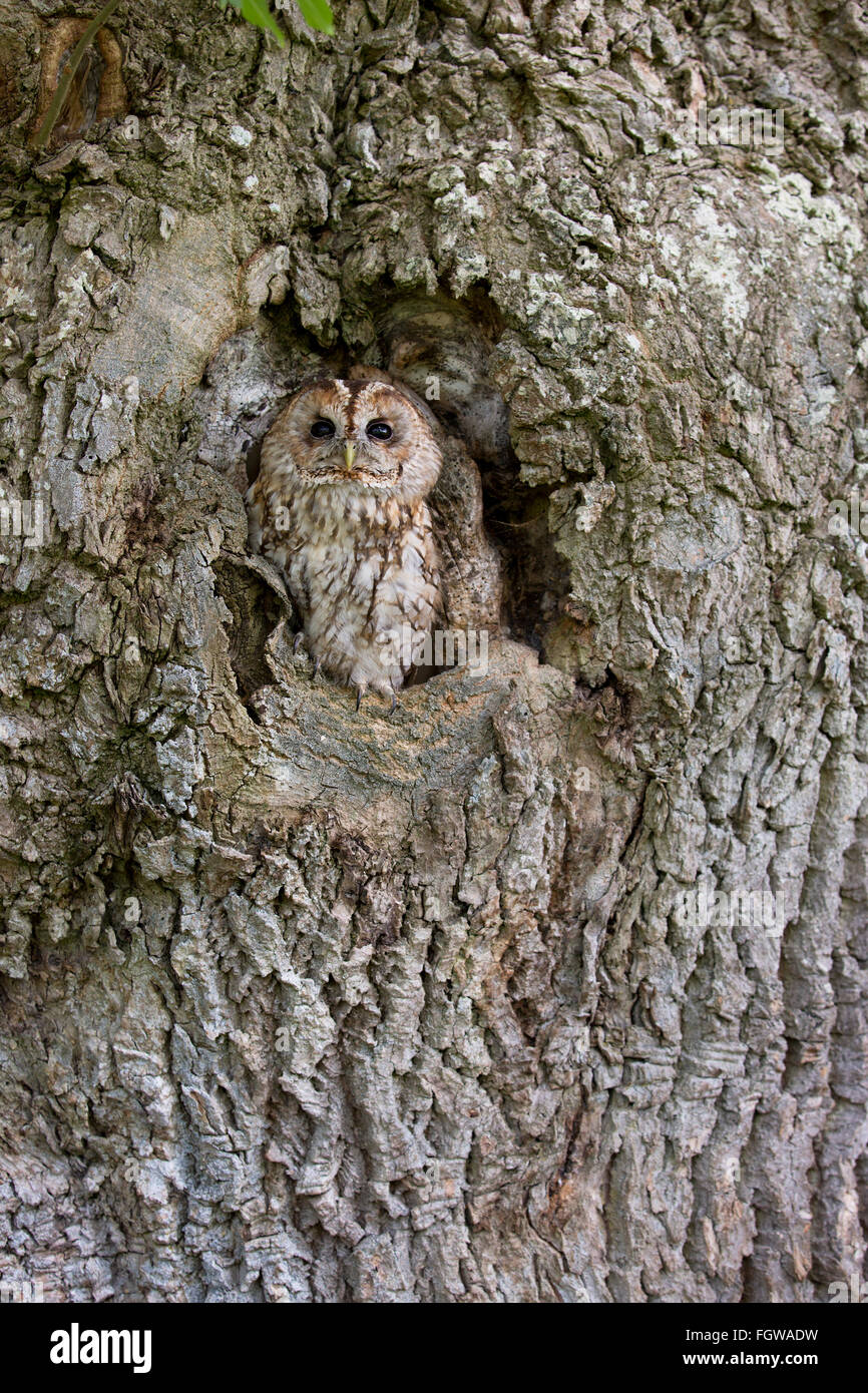 Strix aluco in tree hi-res stock photography and images - Alamy