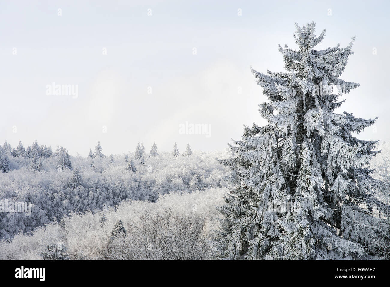 Beautiful snow-covered fir trees in winter forest, french mountains ...