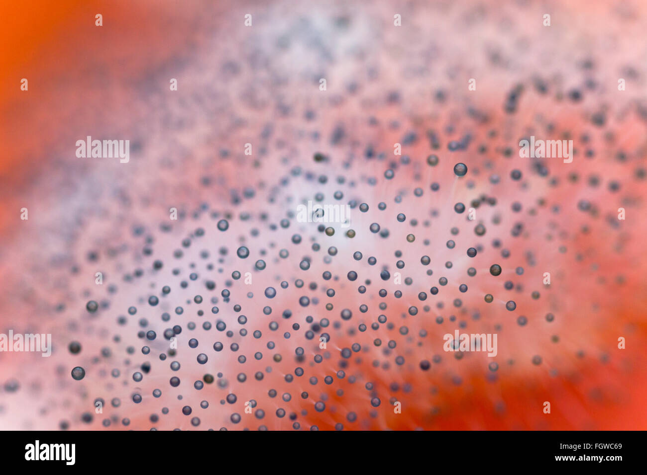 Decay tomato hi-res stock photography and images - Alamy