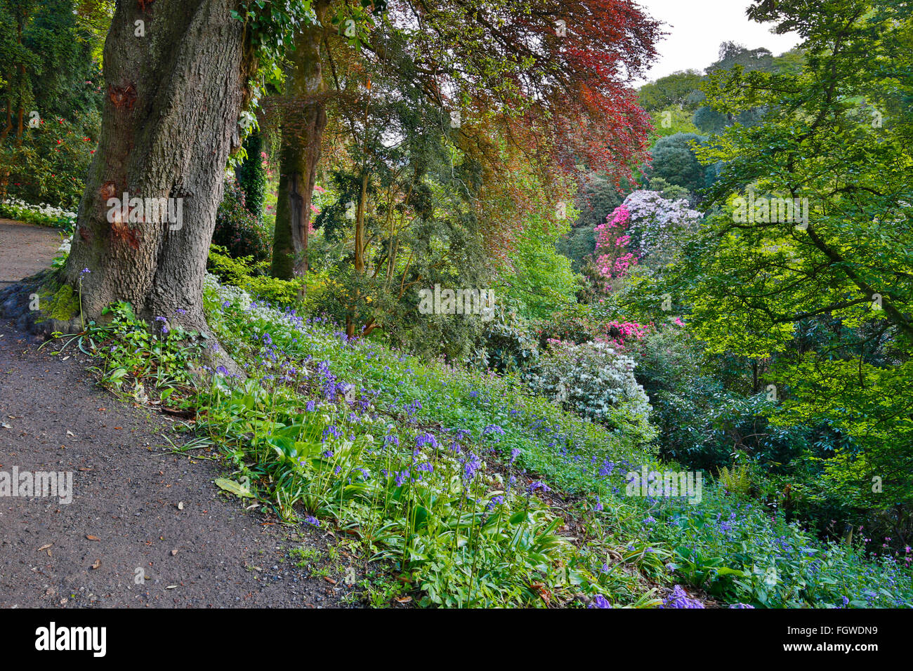 Trebah Garden; Spring; Cornwall; UK Stock Photo - Alamy