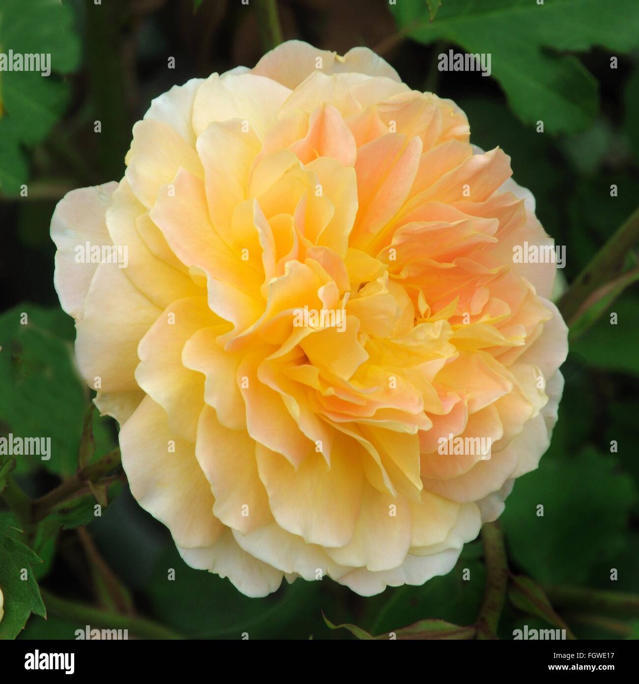 Buff beauty rose hi-res stock photography and images - Alamy
