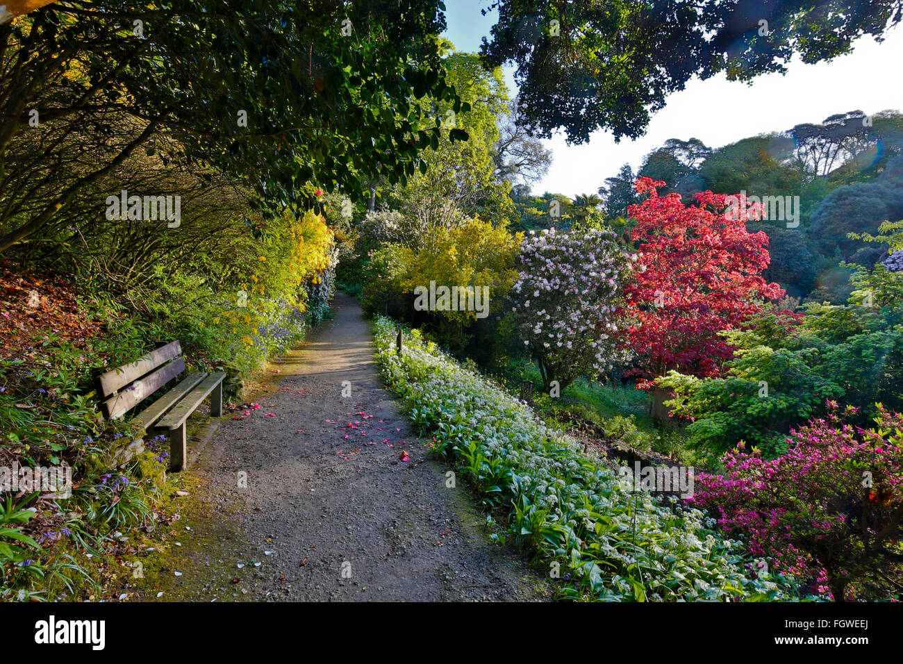 Trebah Garden; Spring; Cornwall; UK Stock Photo - Alamy