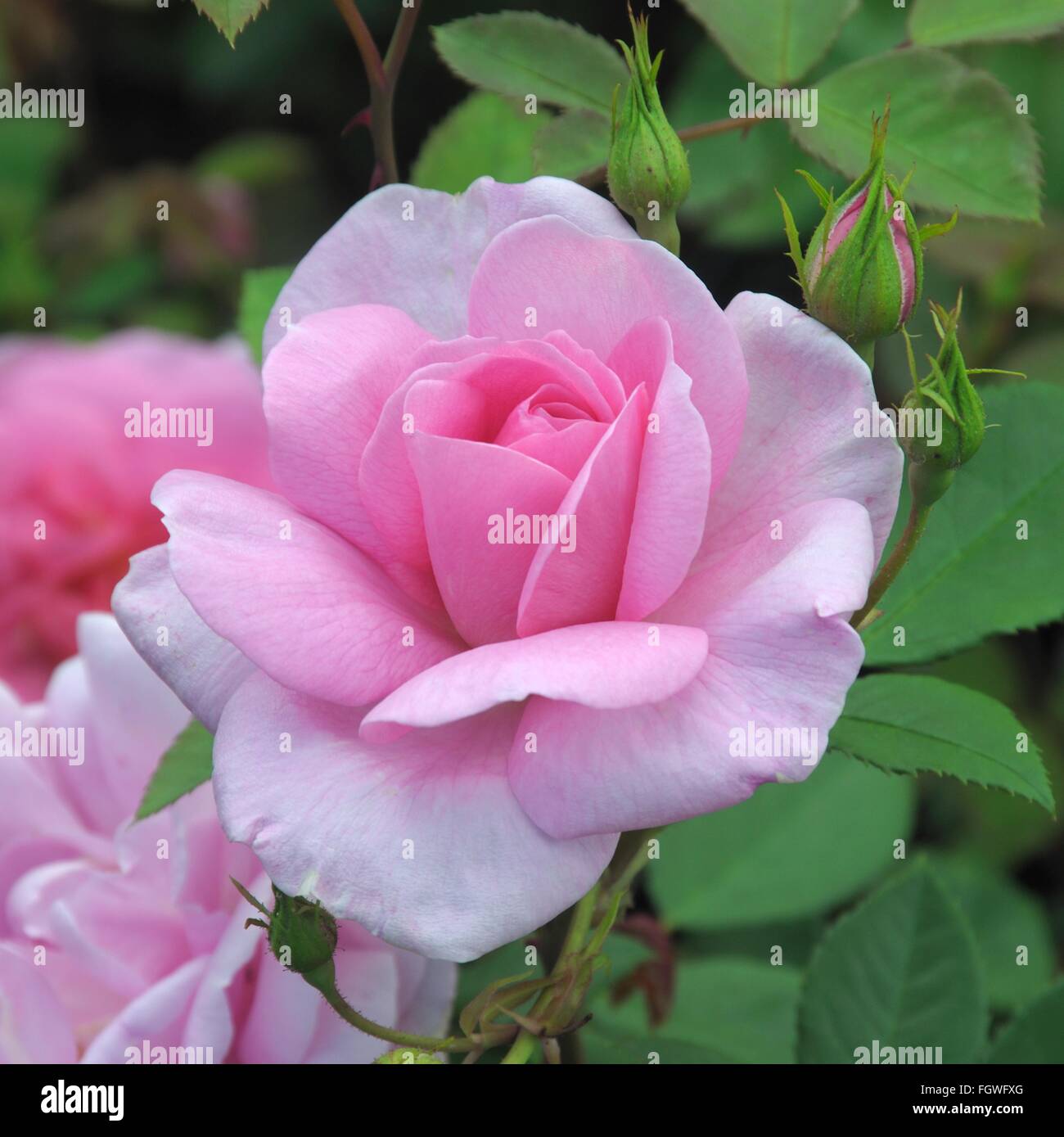 Cariad. beautiful roses in both close up portraits Stock Photo - Alamy