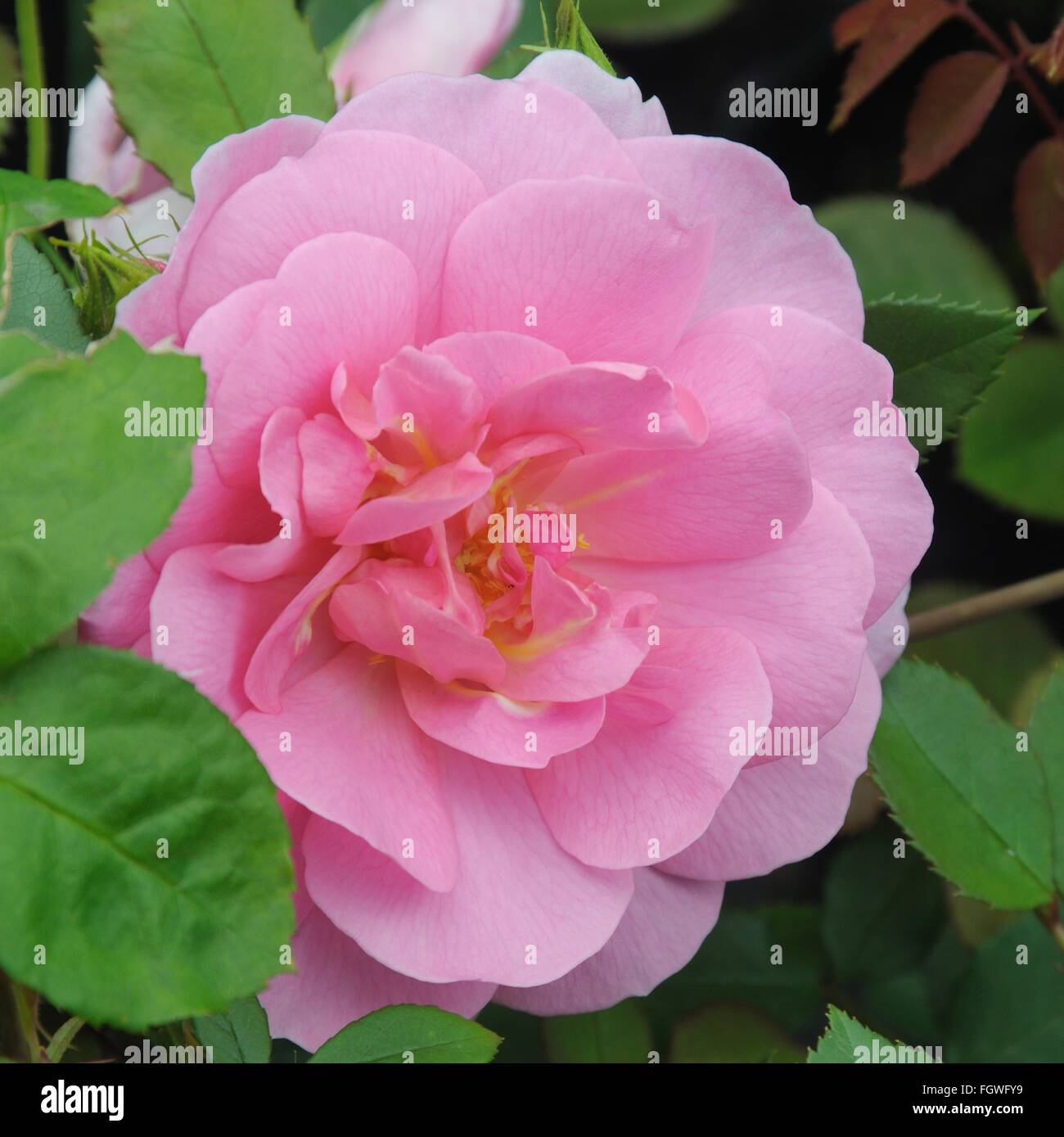 Cariad hi-res stock photography and images - Alamy