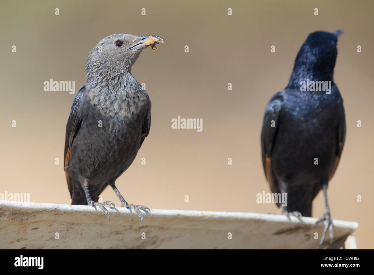 Female starling hi-res stock photography and images - Alamy