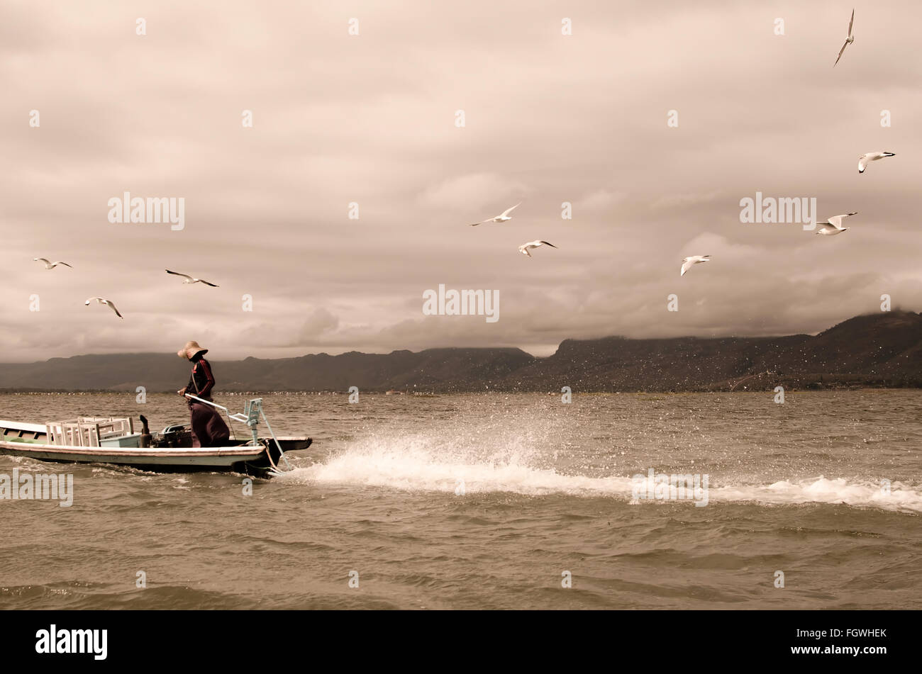 Seagulls in Inle lake Stock Photo - Alamy