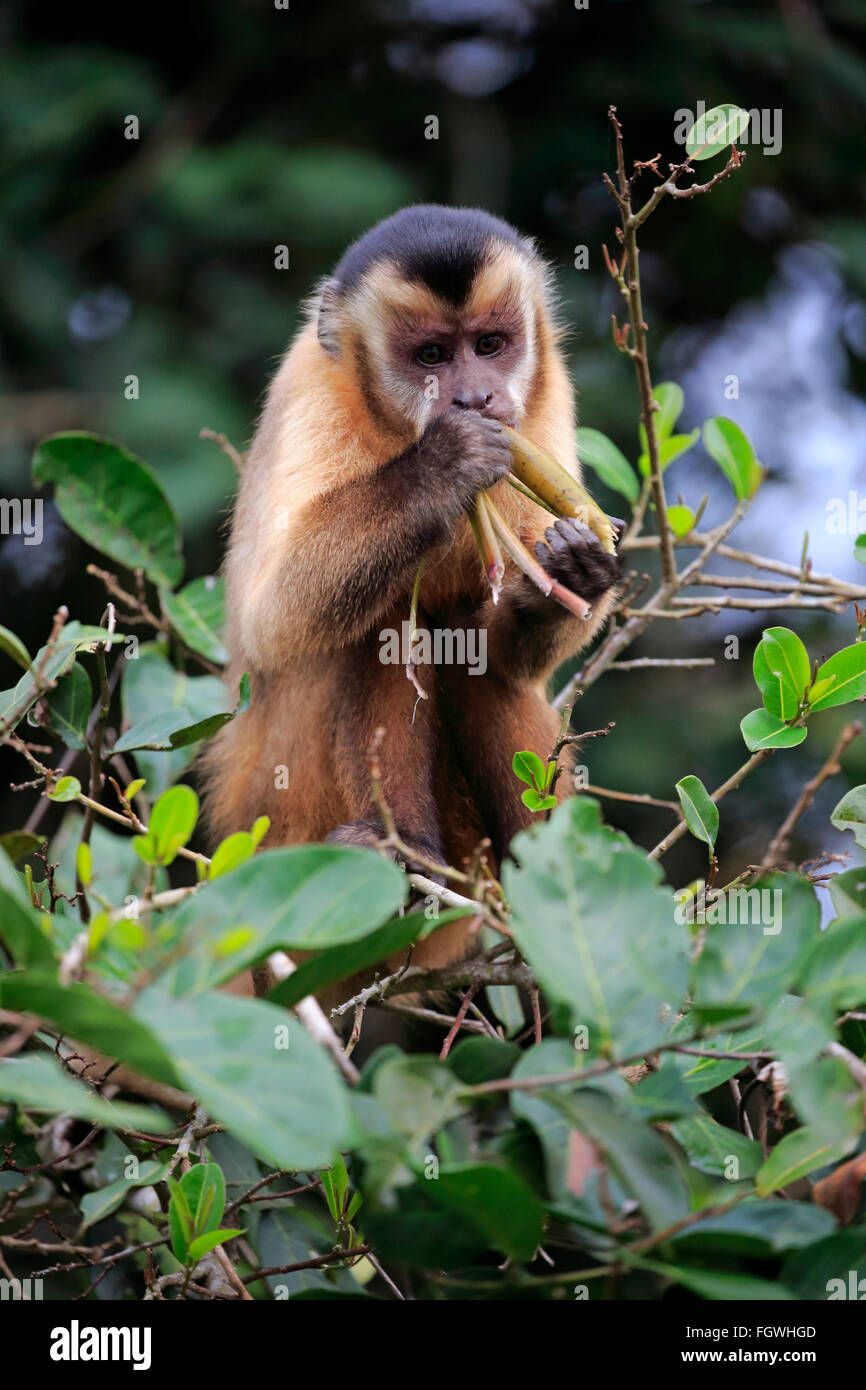 Brown Capuchin, Tufted Capuchin, Black-capped Capuchin, Pantanal, Mato ...