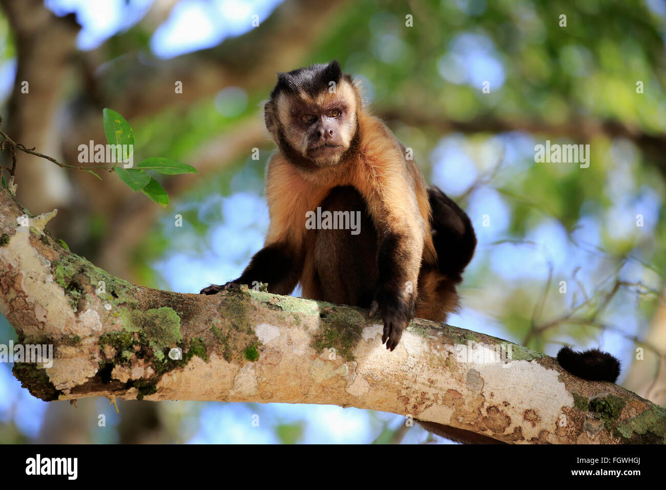 Brown Capuchin, Tufted Capuchin, Black-capped Capuchin, Pantanal, Mato ...