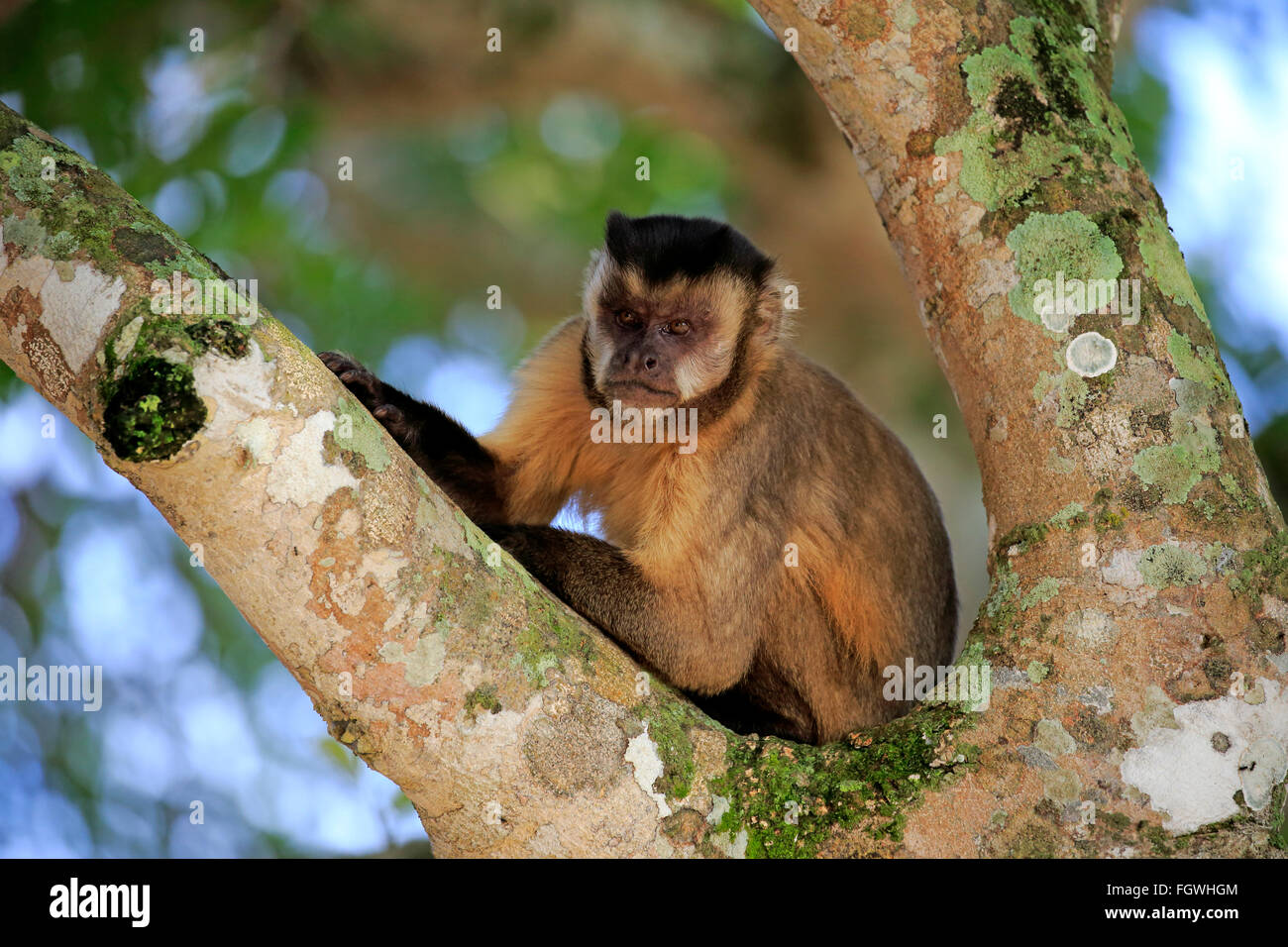 Brown Capuchin, Tufted Capuchin, Black-capped Capuchin, Pantanal, Mato ...