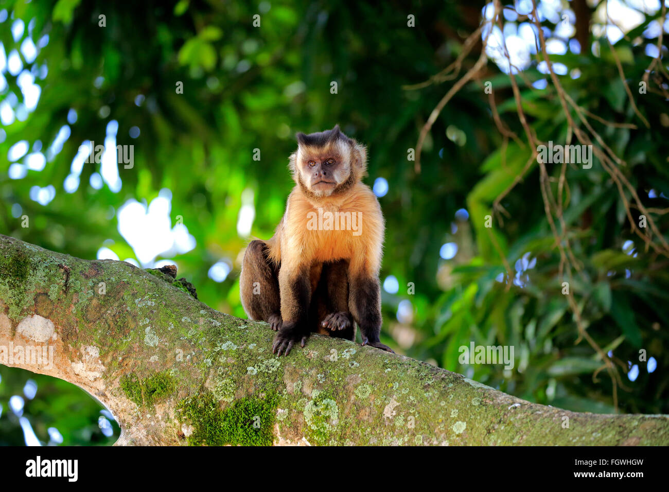 Brown Capuchin, Tufted Capuchin, Black-capped Capuchin, Pantanal, Mato ...