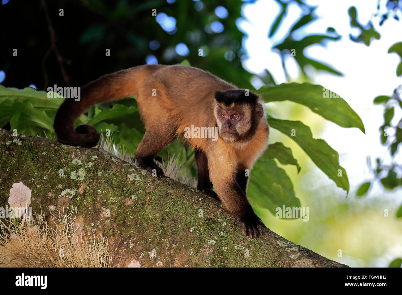 Brown Capuchin, Tufted Capuchin, Black-capped Capuchin, Pantanal, Mato ...