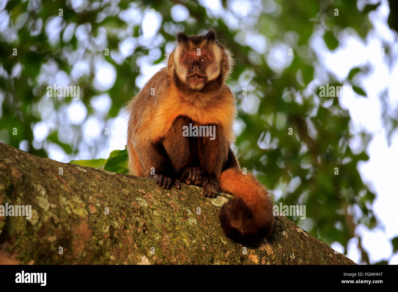 Brown Capuchin, Tufted Capuchin, Black-capped Capuchin, Pantanal, Mato ...