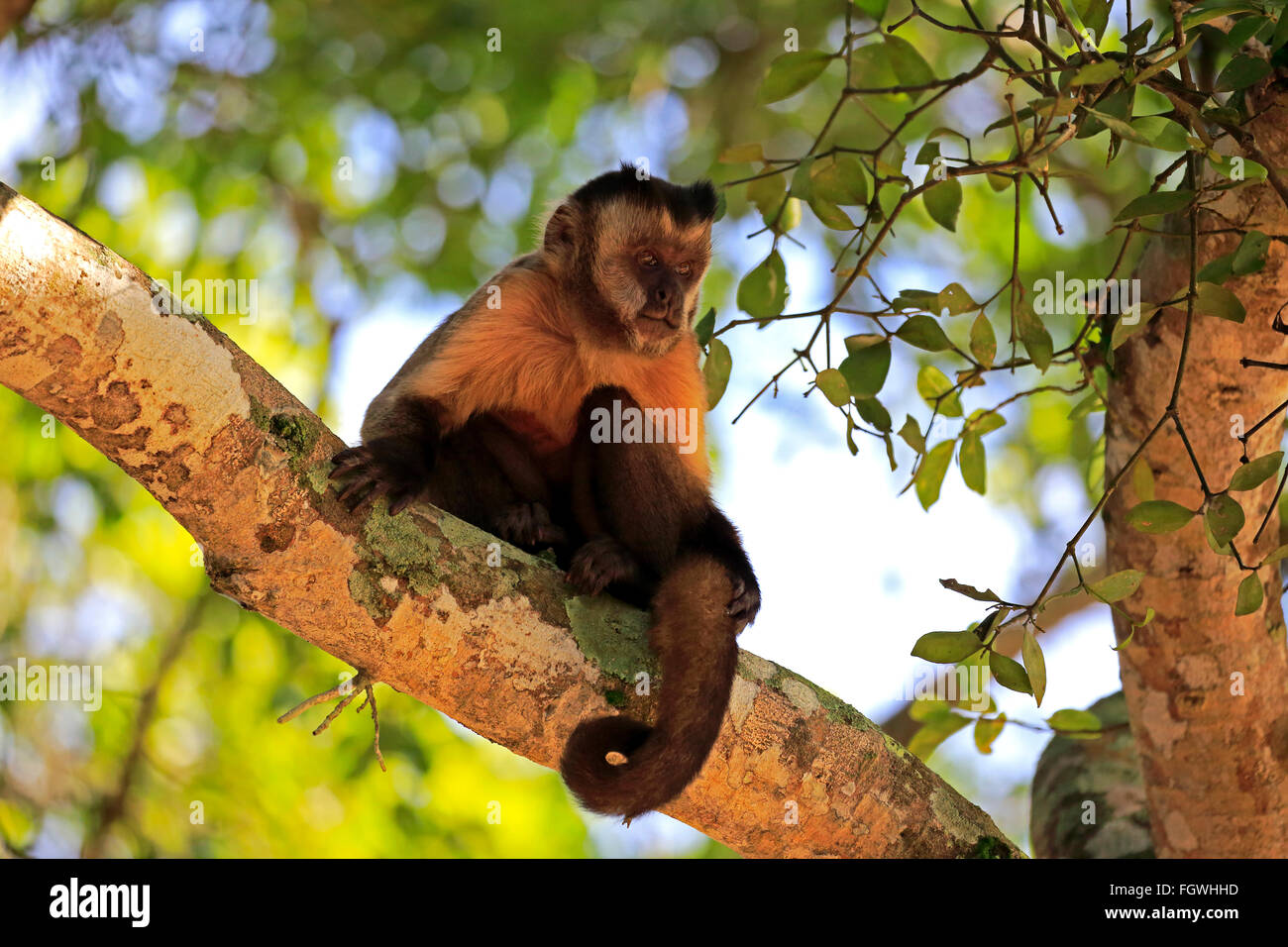 Brown Capuchin, Tufted Capuchin, Black-capped Capuchin, Pantanal, Mato ...